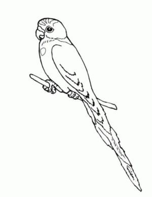 100+ Disegni di Pappagalli da Colorare e Stampare Gratis
